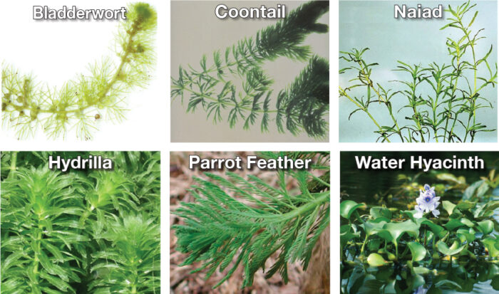 Identifying Aquatic Weeds and Algae - Stoney Creek Fisheries & Equipment