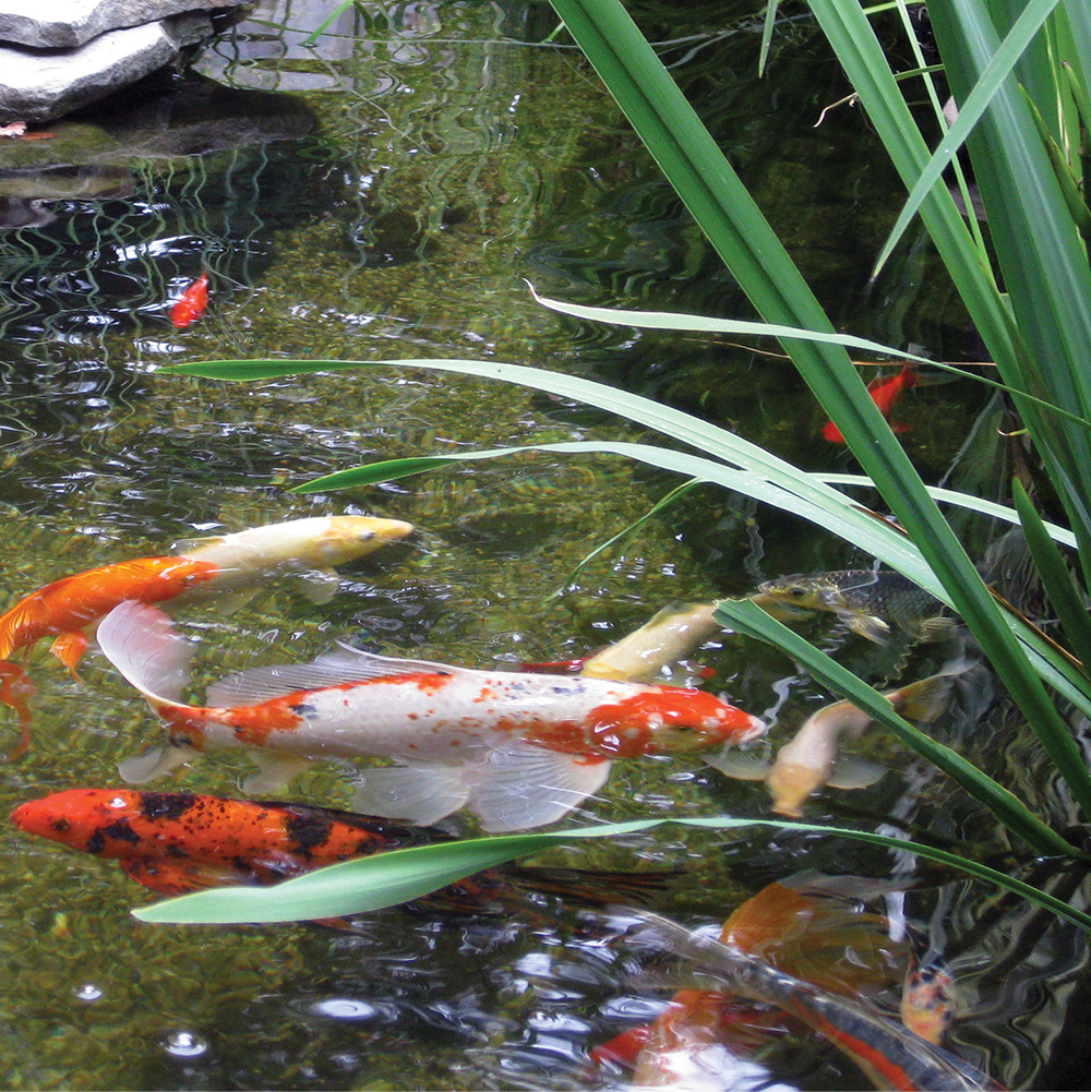 Water Garden - Stoney Creek Fisheries & Equipment